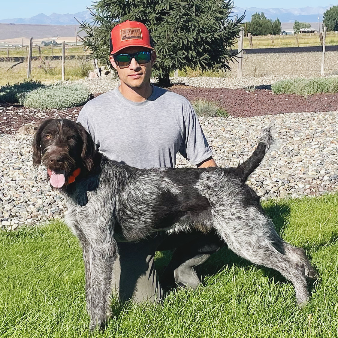 GERMAN WIREHAIRED POINTERS: Stud Service